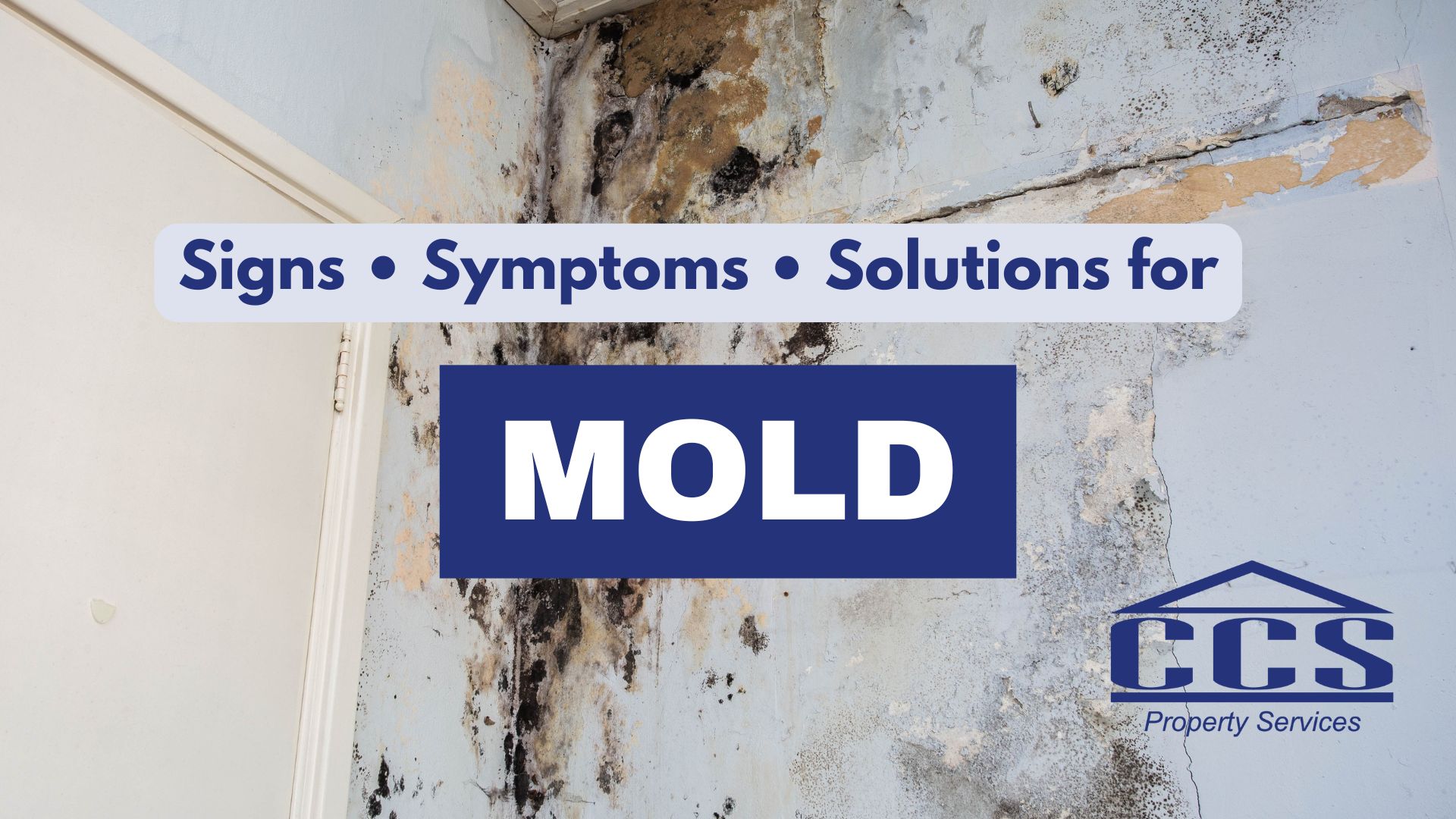 Comprehensive Mold Inspection: Signs, Symptoms, and Solutions - CCS ...